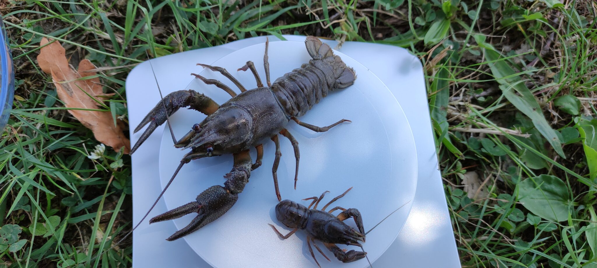 Riječni rak i dalje živi – Međimurska priroda