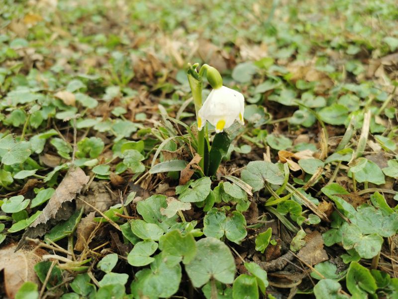 Istraživanje bioraznolikosti u urbanim ekosustavima – Međimurska priroda