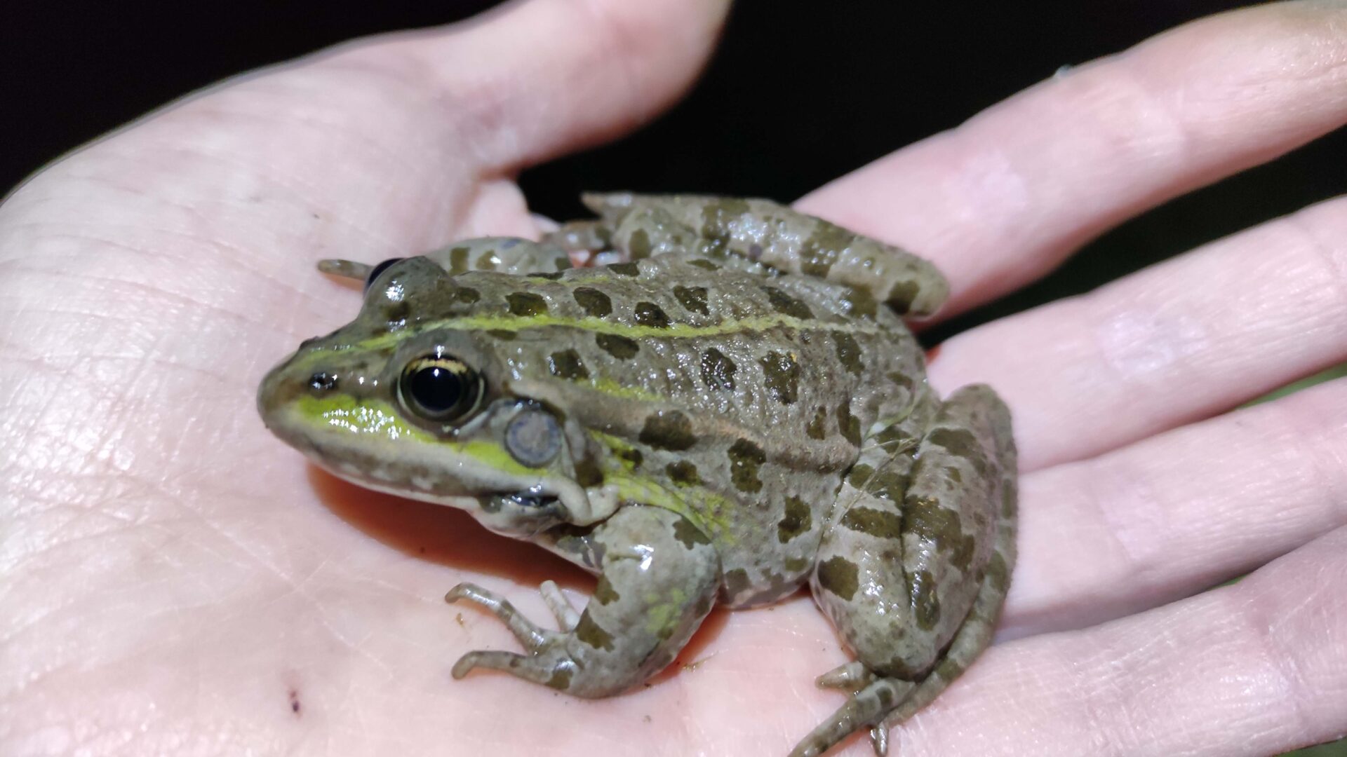 Svjetski dan žaba – Međimurska priroda