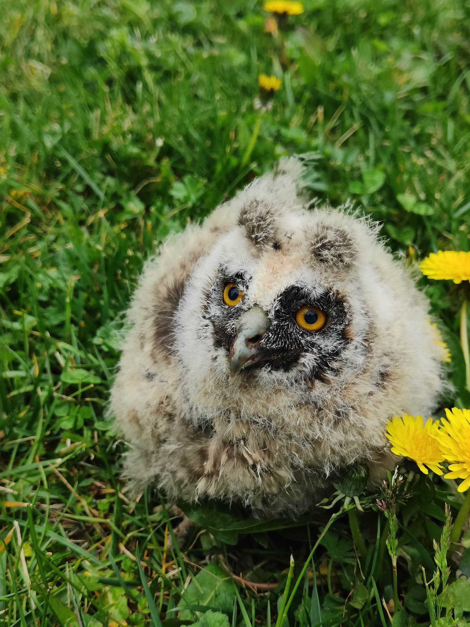 Kako je spašena mlada sova ušara – Međimurska priroda