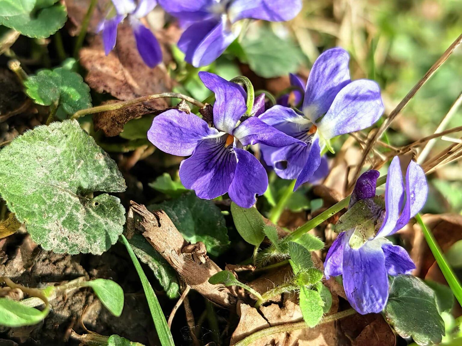 Proljetnice – prve biljke koje rastu nakon zime – Međimurska priroda