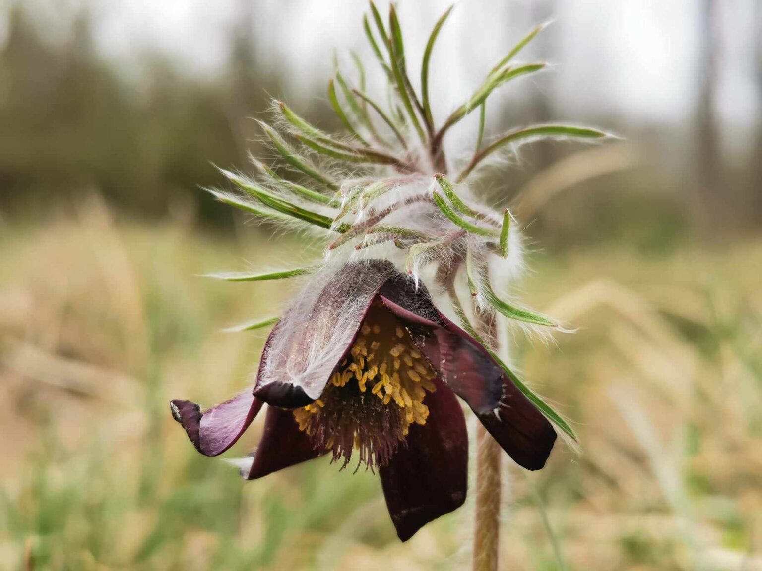 Proljetnice – prve biljke koje rastu nakon zime – Međimurska priroda