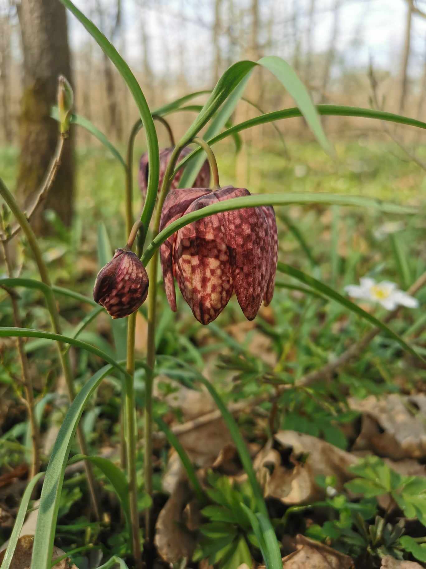 Proljetnice – prve biljke koje rastu nakon zime – Međimurska priroda