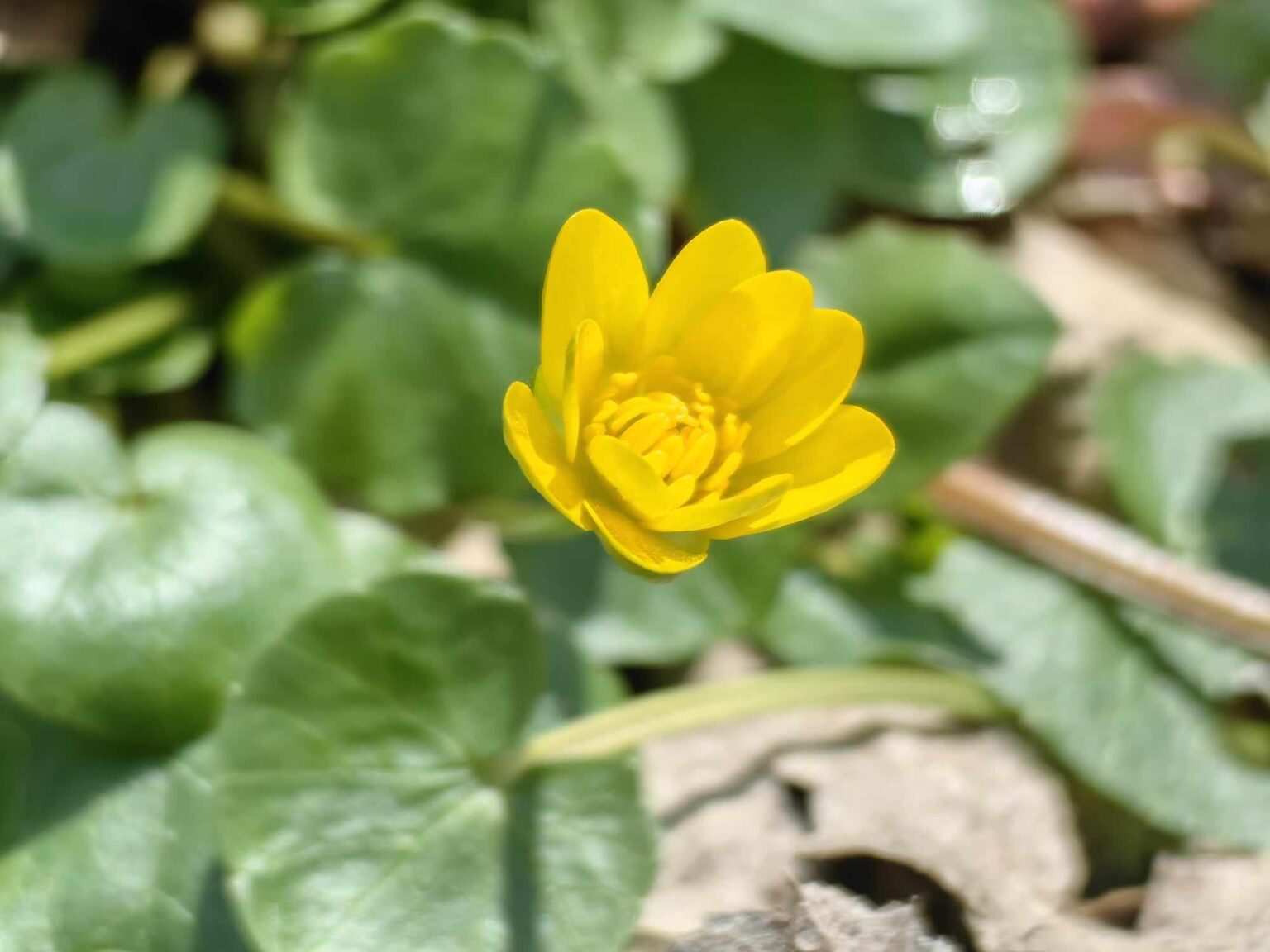 Proljetnice – prve biljke koje rastu nakon zime – Međimurska priroda