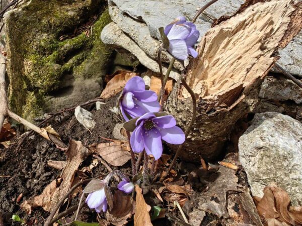 Proljetnice – prve biljke koje rastu nakon zime – Međimurska priroda