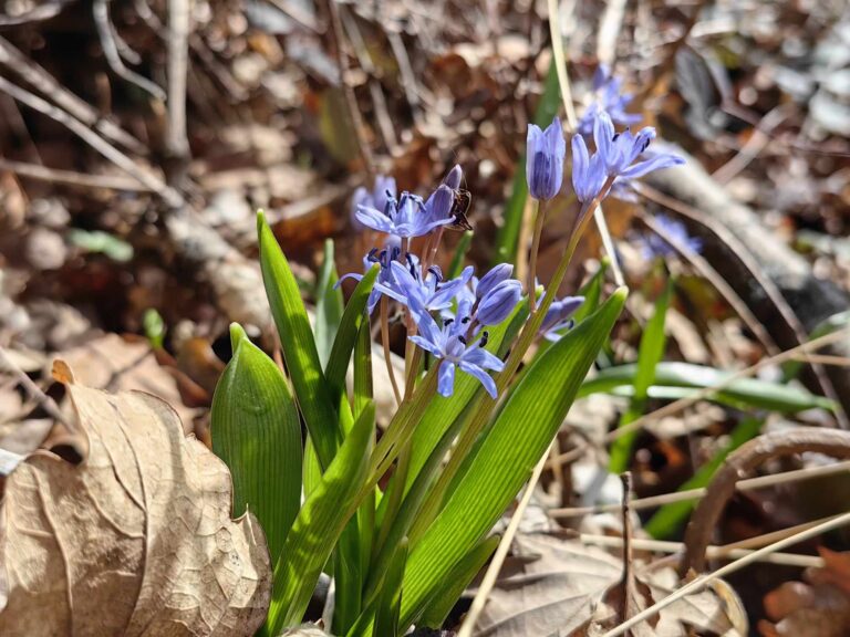 Proljetnice – prve biljke koje rastu nakon zime – Međimurska priroda