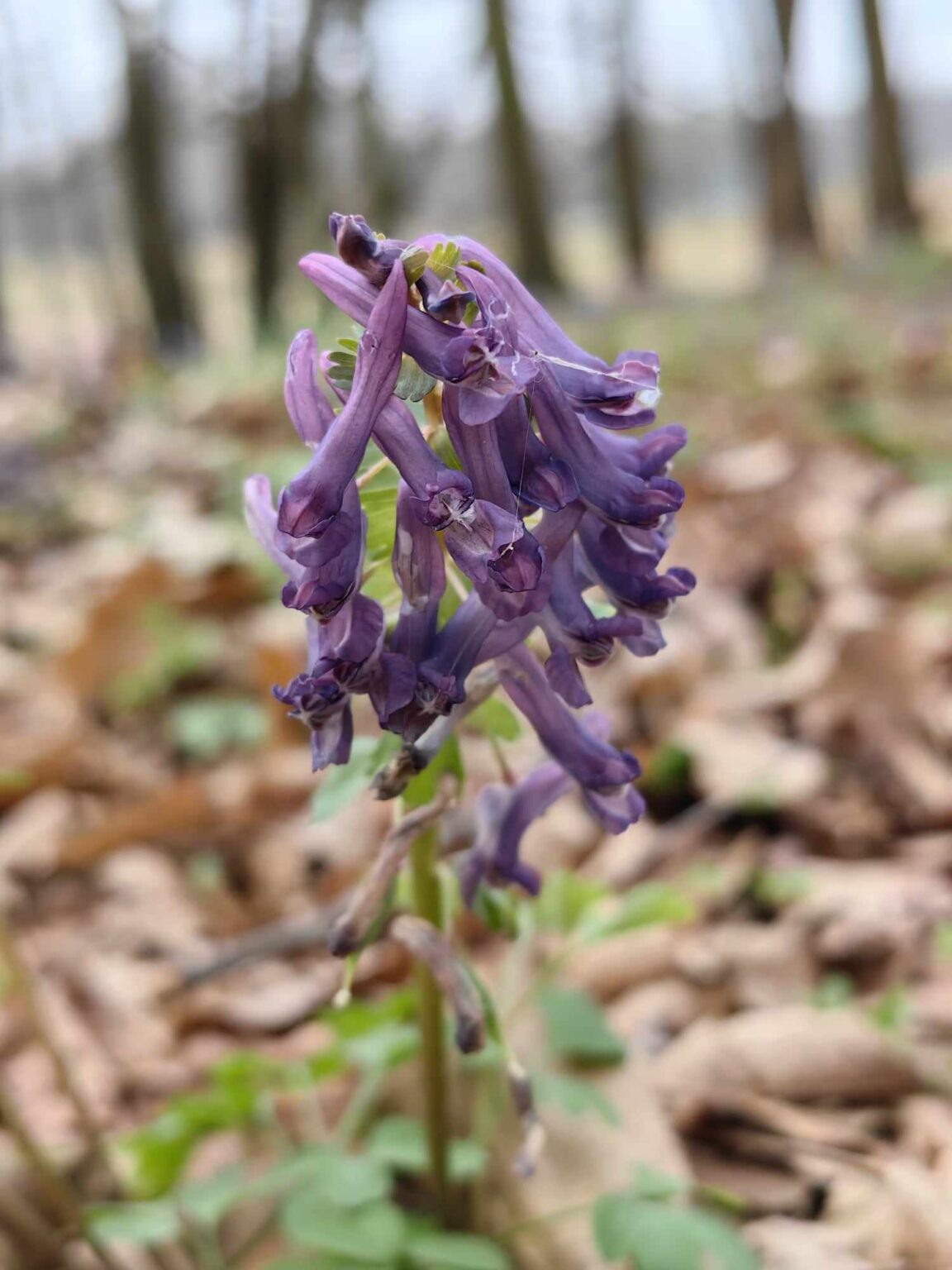 Proljetnice – prve biljke koje rastu nakon zime – Međimurska priroda