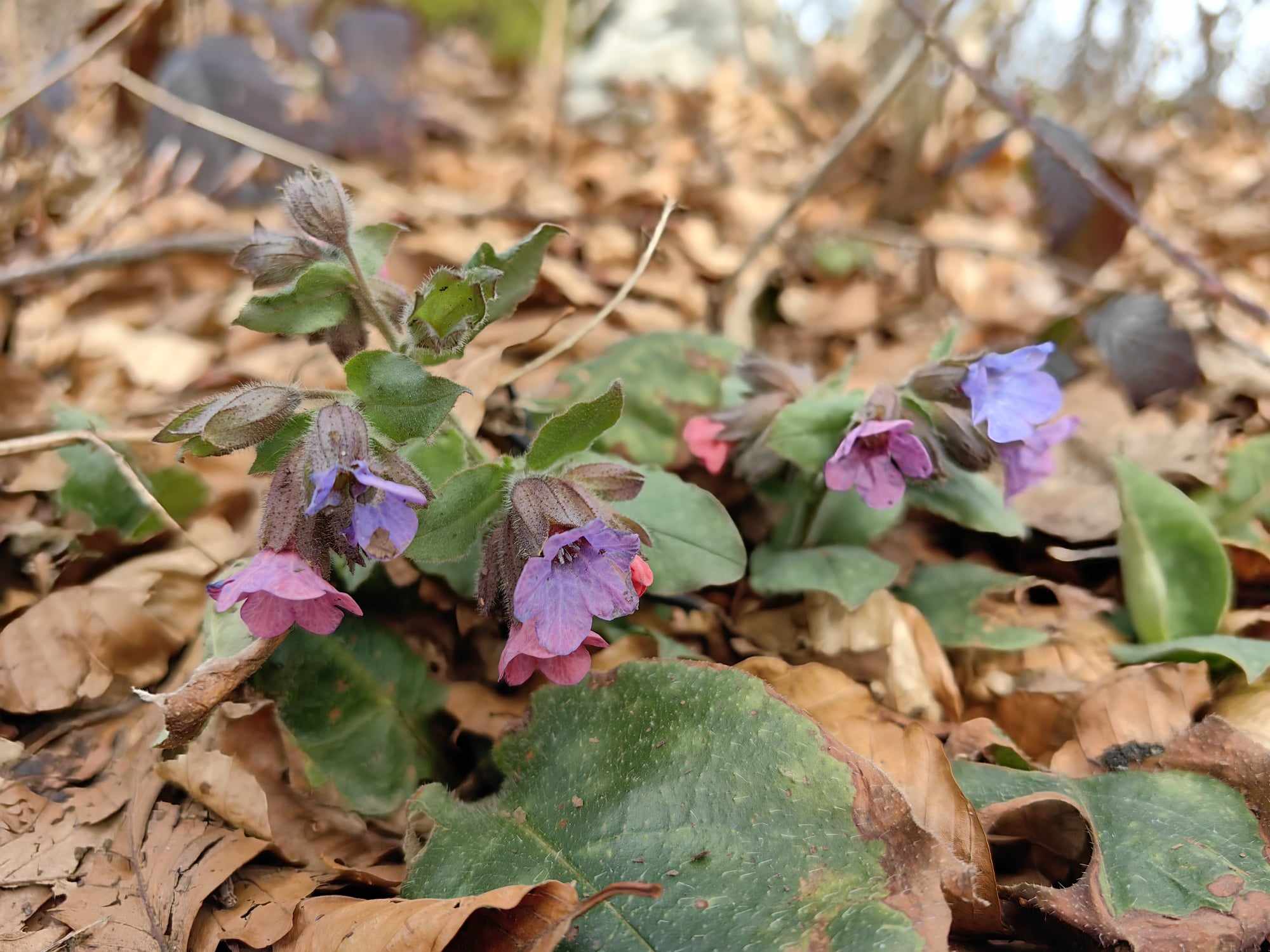 Proljetnice – prve biljke koje rastu nakon zime – Međimurska priroda