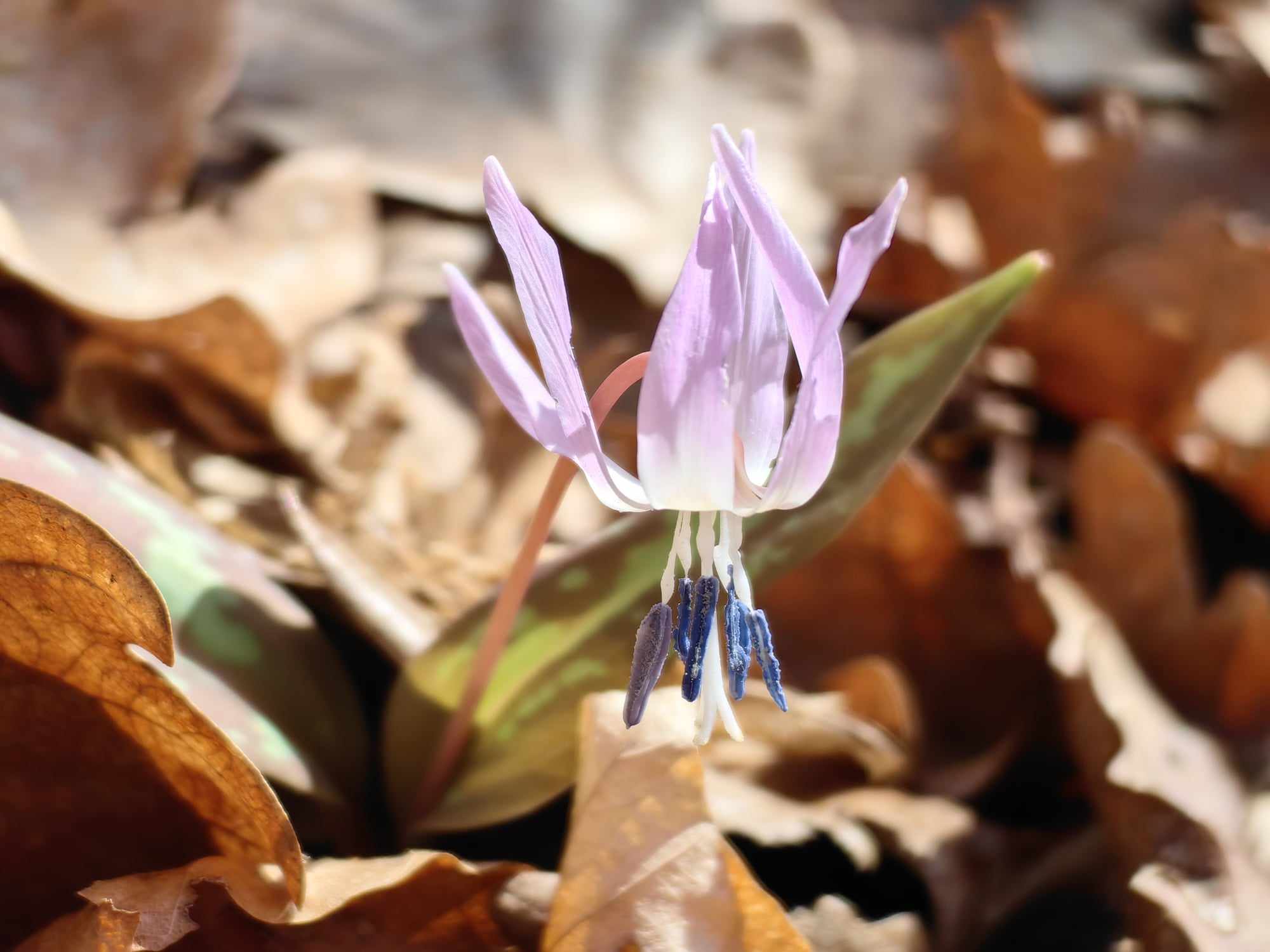 Proljetnice – prve biljke koje rastu nakon zime – Međimurska priroda