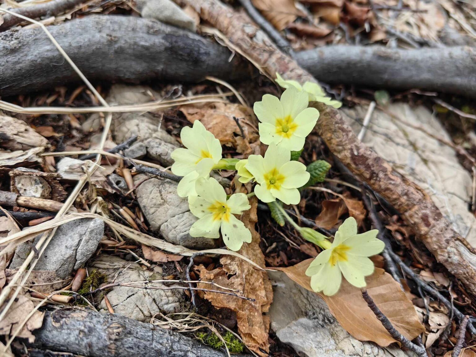 Proljetnice – prve biljke koje rastu nakon zime – Međimurska priroda